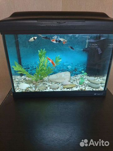 Аквариум полный комплект с рыбкамы