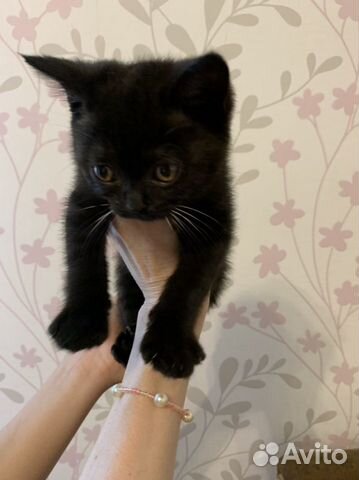 Котенок миленький
