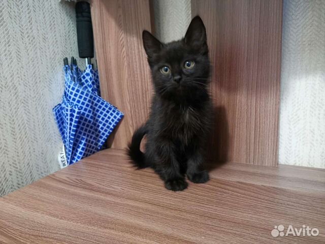 Котенок 2.5 месяца