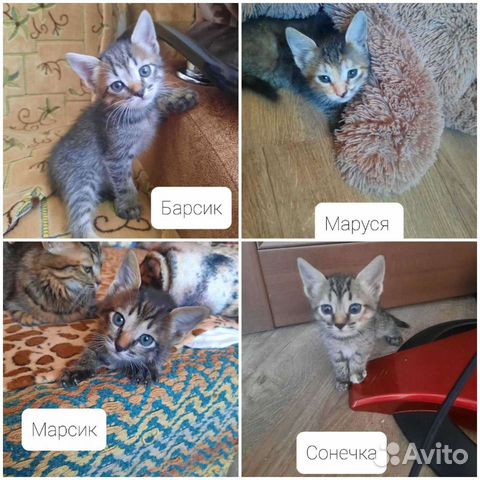 Котята-милахи в дар в добрые руки