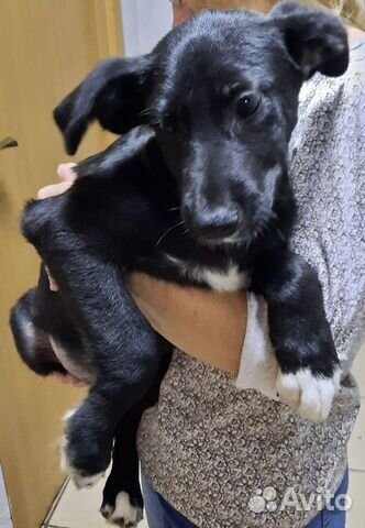 Клаусс в добрые руки