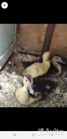 Мускусные утки