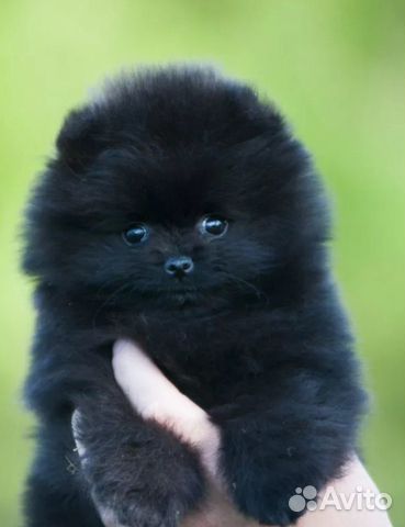 Померанский шпиц медвежьего типа