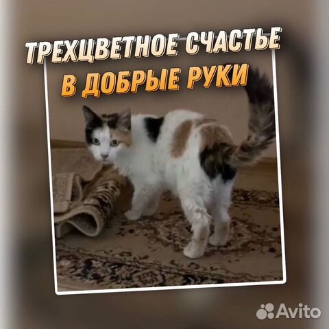 Трехцветное счастье в ваш дом