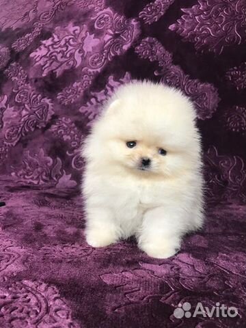 Mini мишка девочка