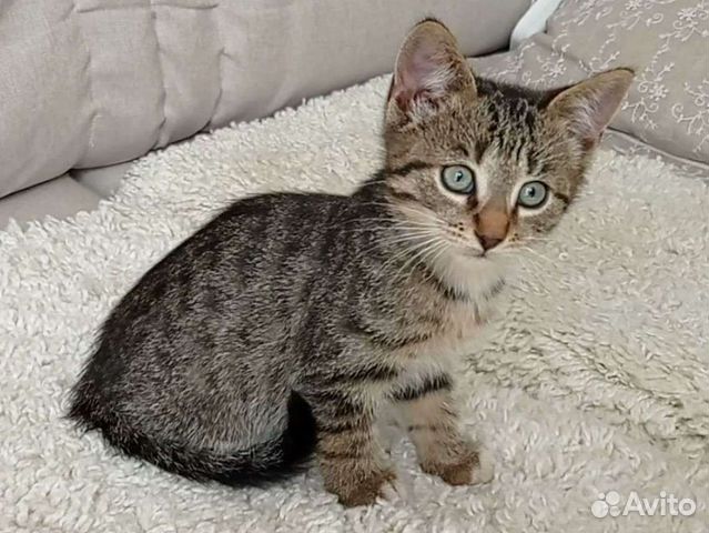 Котенок в добрые руки, котик 2 мес