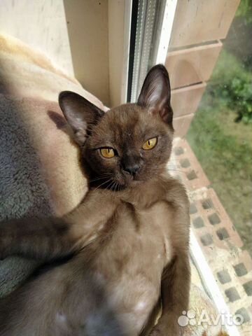 Китти- малышка Бурма с документами