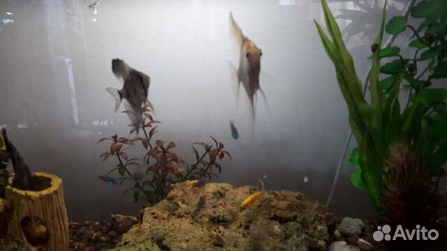 Аквариумные рыбки