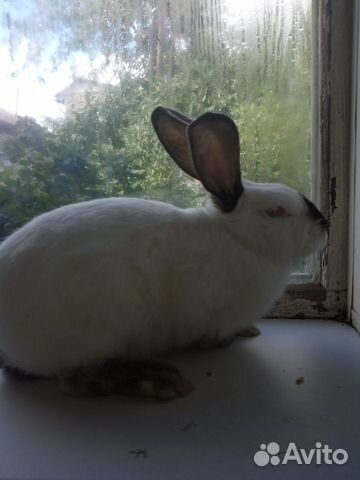 Молодые кролихи