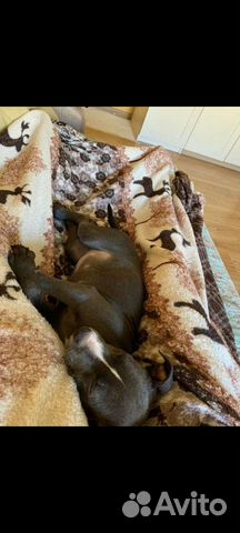 Питбультерьер