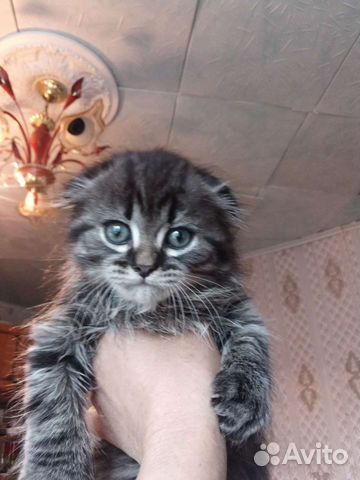 Продам персидского веслоухого котика