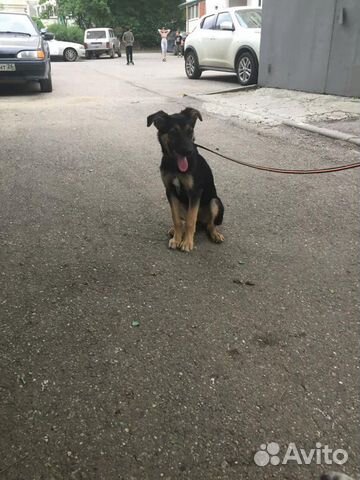 Собака в добрые руки