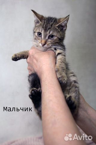 Котята в добрые руки бесплатно