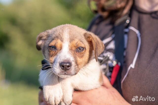 Джек Рассел терьер метис