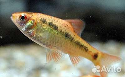 Бабрус шуберта(1шт)