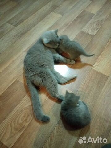 Котята Британской кошки