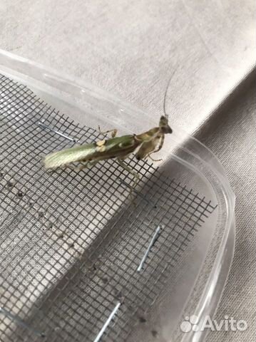 Самцы богомолов Creobroter sp. Rach Gia и Phyllocr