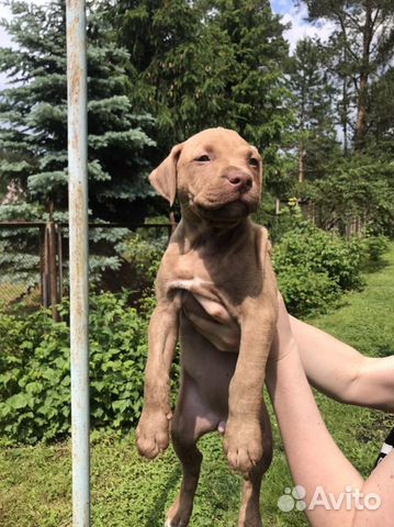 Щенки питбуля