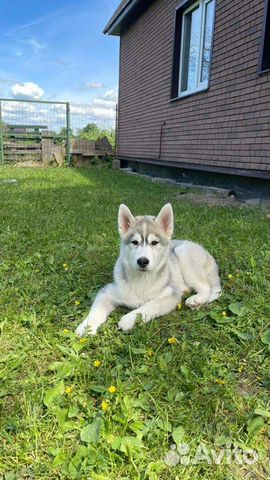 Щенки сибирской хаски