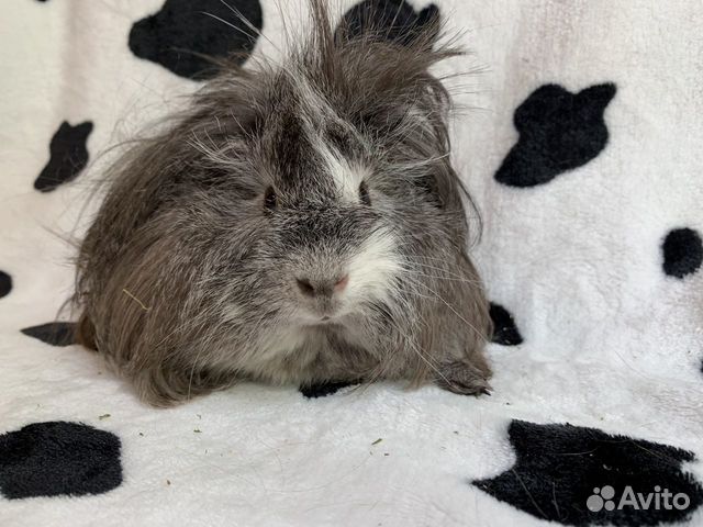Морская свинка красавец перуанец