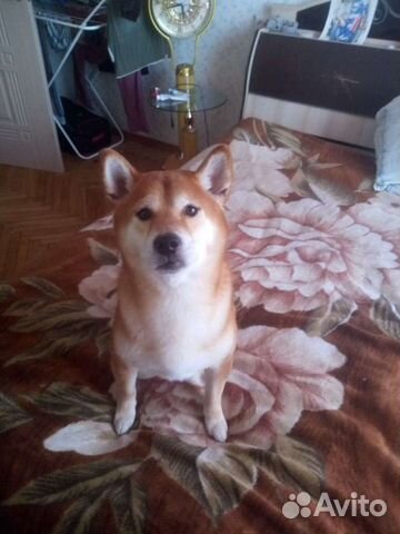 Кобель сиба-ину (вязка)