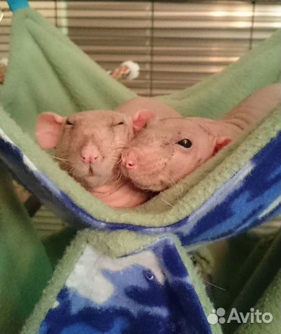 Крыса фазз с клеткой