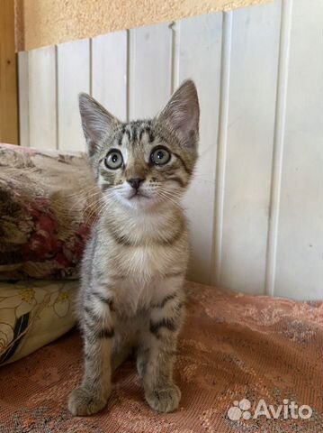 Котенок