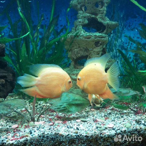 Северум золотой пара