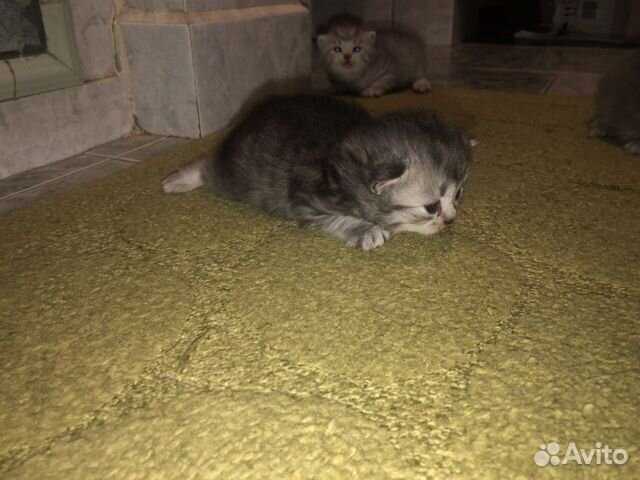 Кошки британские выслоухие