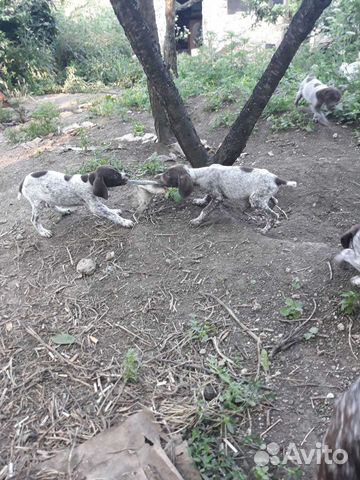 Щенки курцхаара