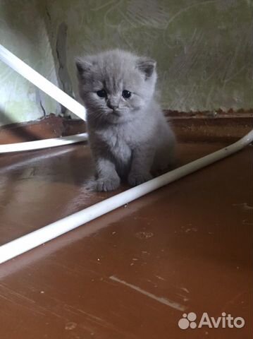 Британскте котята