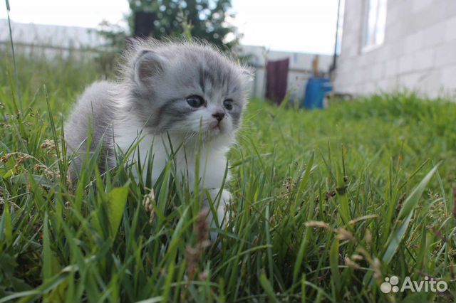 Продам милых котят