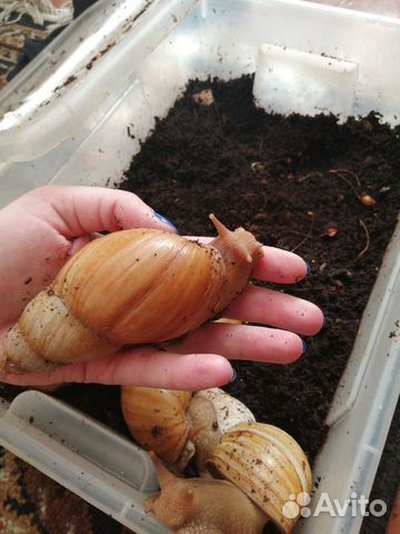 Улитки ахатины