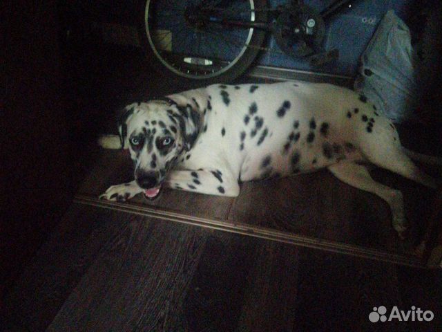 Вязка далматинца