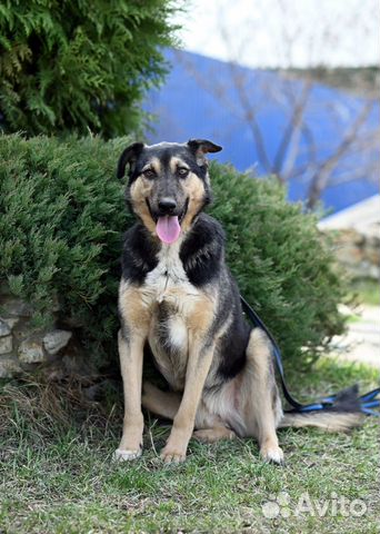 Дворовая овчарка Альма 1 год