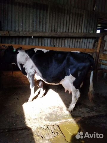 Корова продаю пять дойных коров