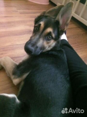 Восточноевропейская овчарка сучка