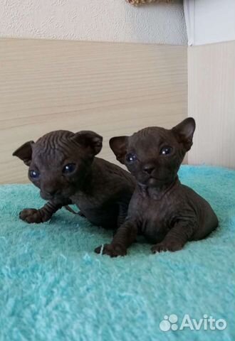 Чистокровные канадские сфинксята