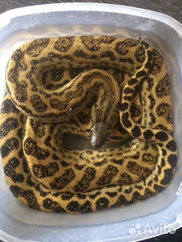 Змея парагвайская анаконда