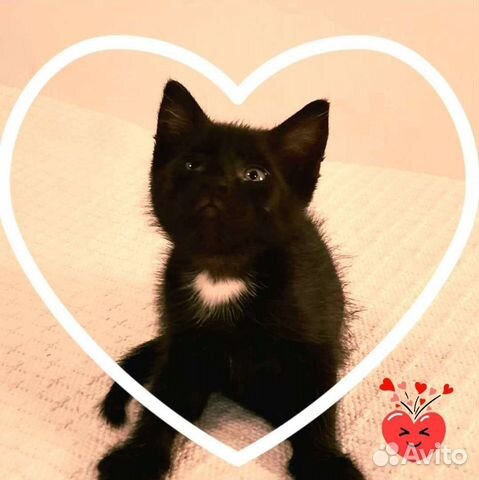 Котомальчик Амур 2 мес