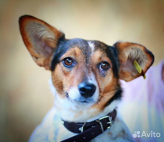 Рафаэлка в добрые руки