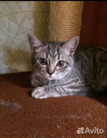 Котенок подросток, девочка окраса вискс, отдам