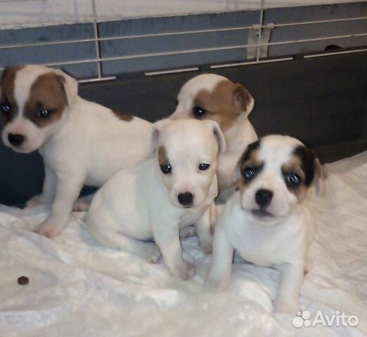 Щенки джек Рассел терьер