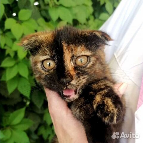 Котенок, вислоухая черепашка в добрые руки