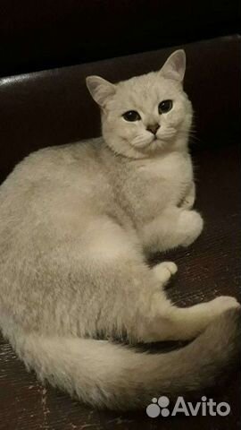 Потерялся кот, британец шиншилла прошу вернуть за