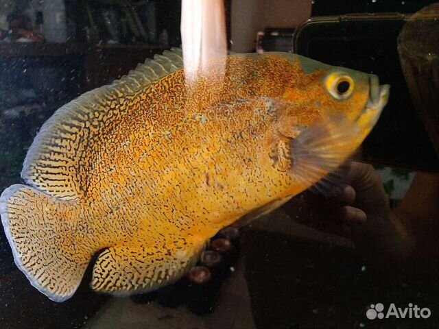 Астронотус