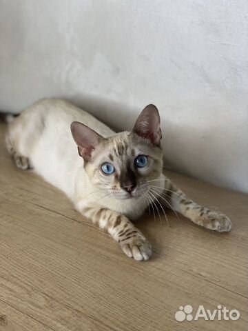 Котик линкс