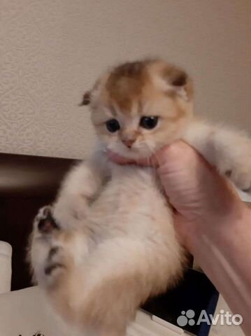 Шотландский золотой мальчик