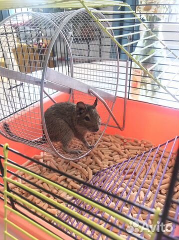 Дегу бельчонок девочка 3 мес с клеткой