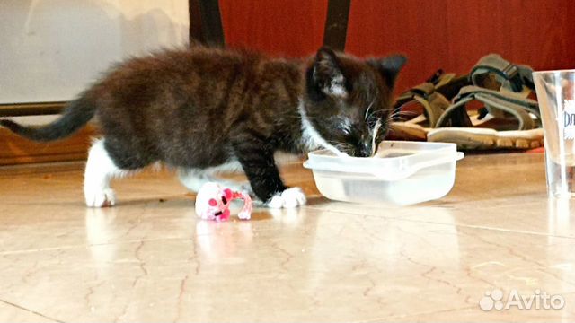 Котёнок, мальчик, 1 месяц